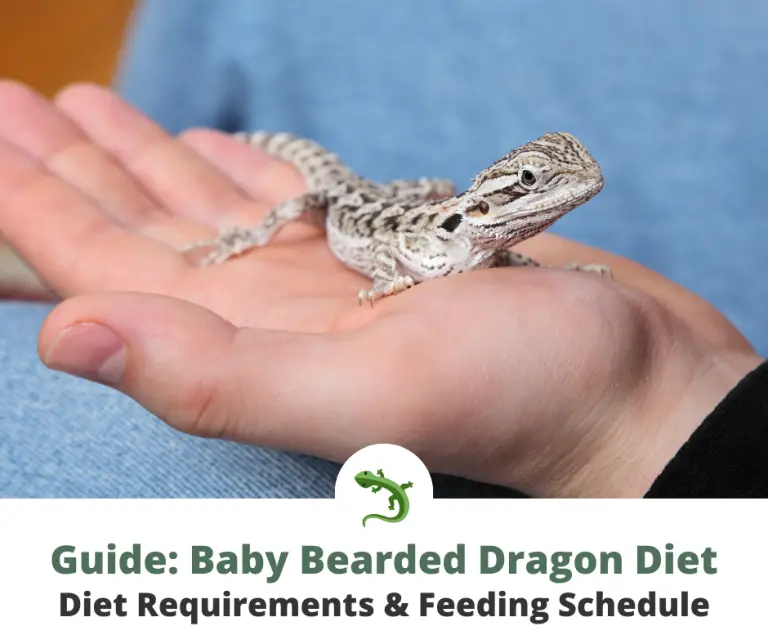 What Do Baby Bearded Dragons Eat? | ReptileKnowHow What Do Baby Bearded Dragons Eat? | ReptileKnowHow